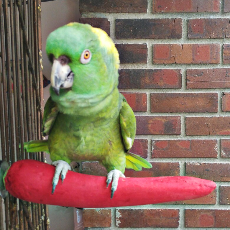 PPP 51099 - Polly's Cayenne Pepper Edible Perch-Large